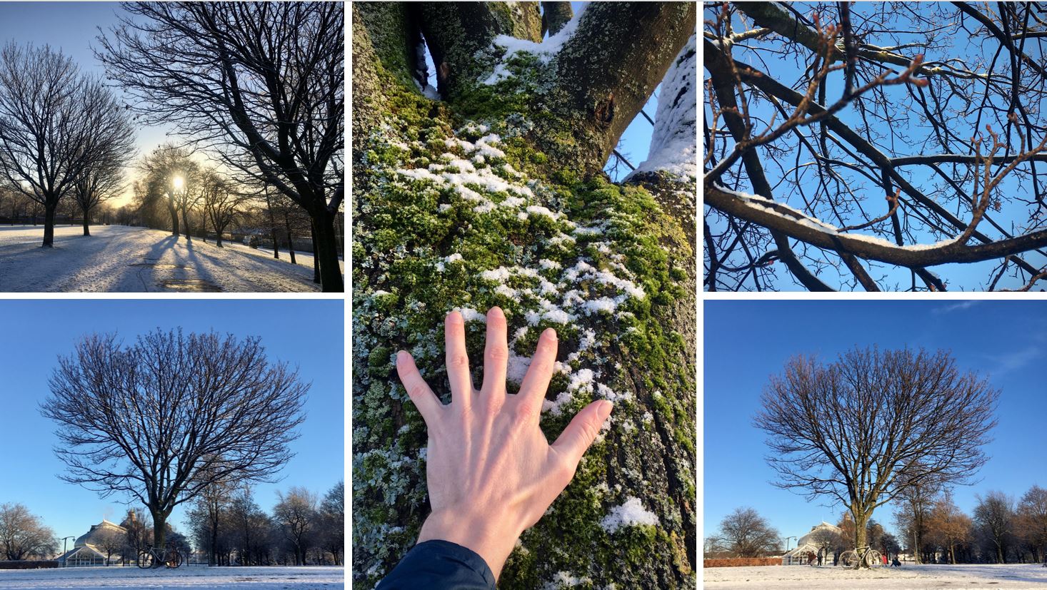 Tree collages – Every Tree Tells a Story